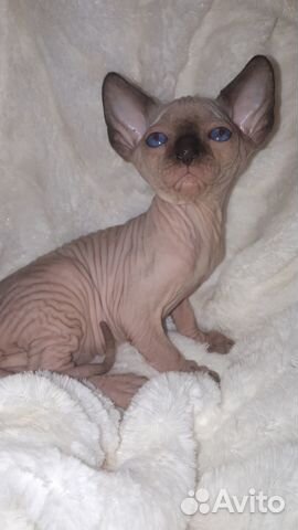 Канадский Сфинкс Девочка