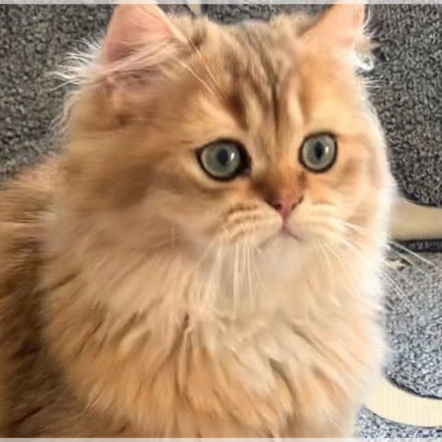 Шотландский прямоухий длинношёрстный котёнок