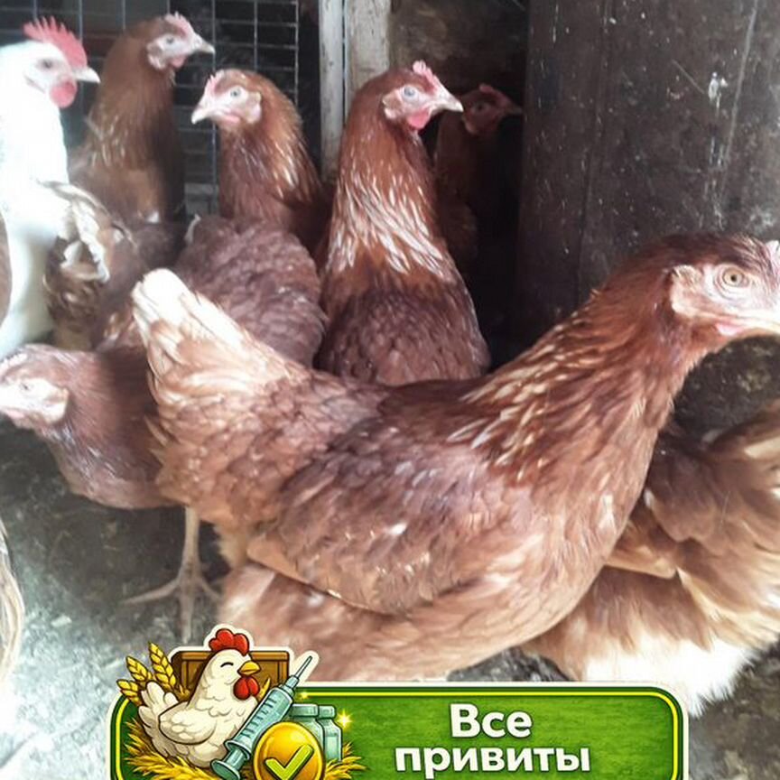 Куры несушки с доставкой