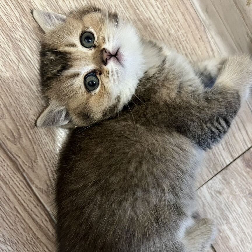 Шотландские котята шиншилла девочка котята кошка