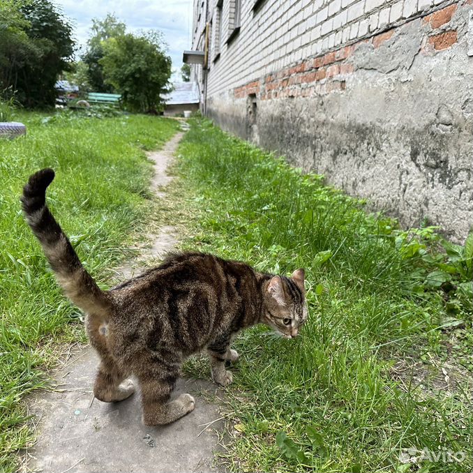 Очень красивая молодая кошка табби стерелизованная