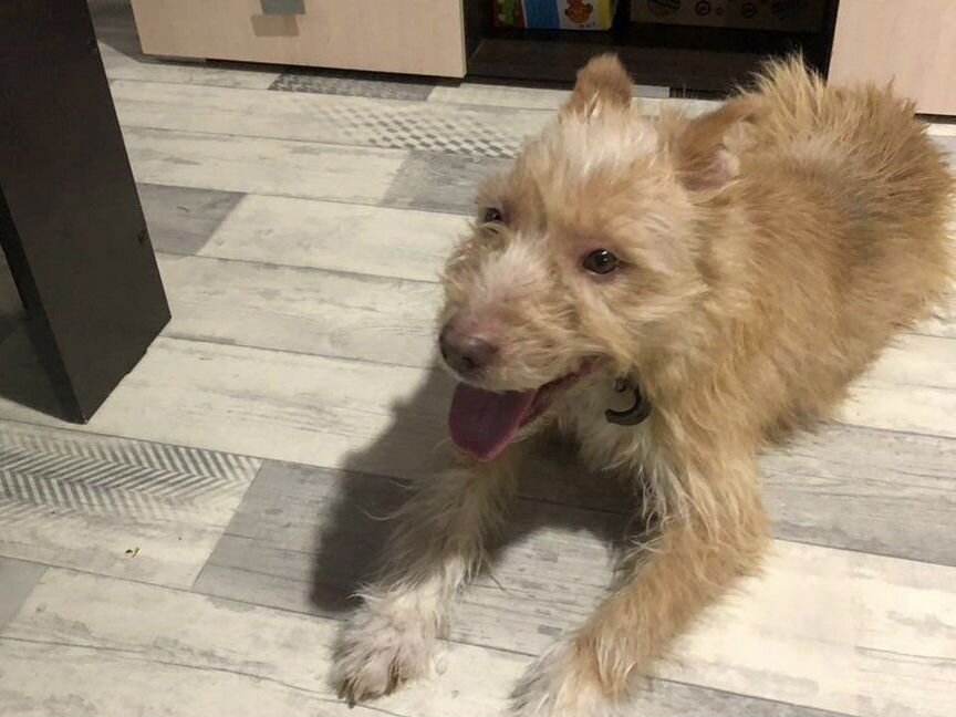 Собака кобель в добрые руки