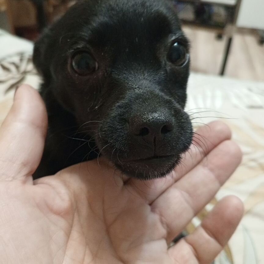 Той-терьер в добрые руки бесплатно