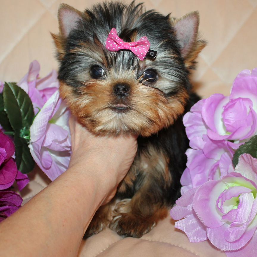 Йоркширский терьер, щенок