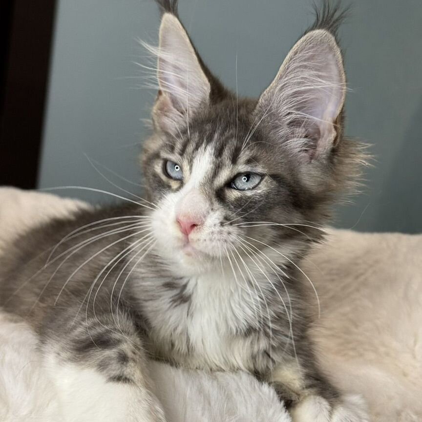 Мейн-кун с доминантными голубыми глазами девочка