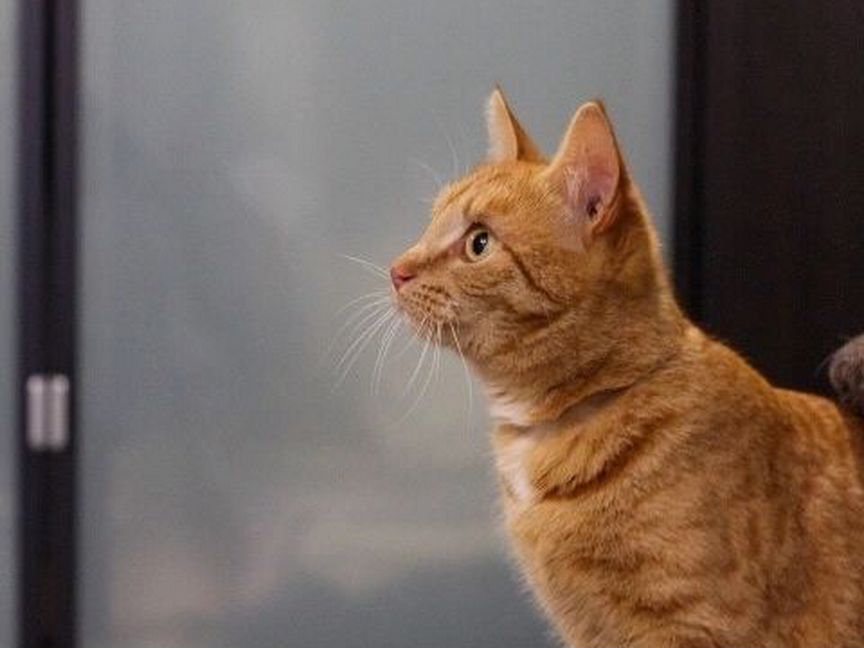 Кошка