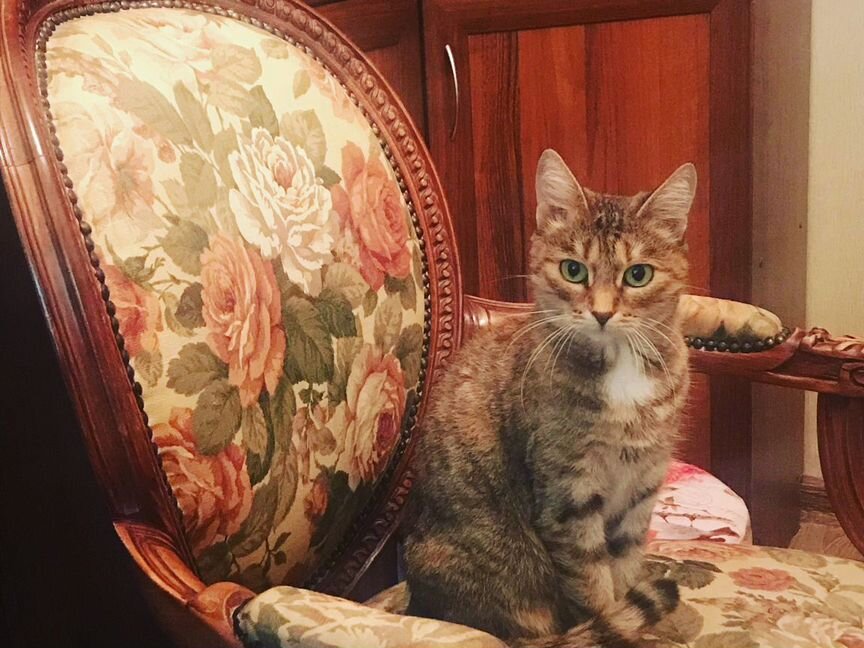 Потерялась кошка