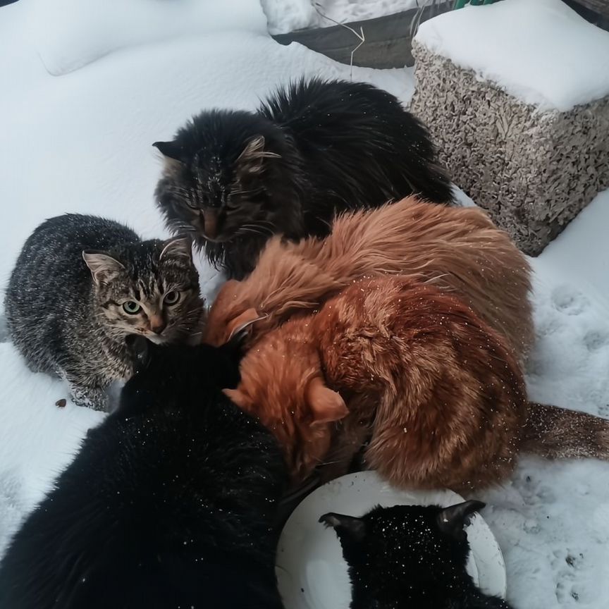 Взрослый кот в добрые руки