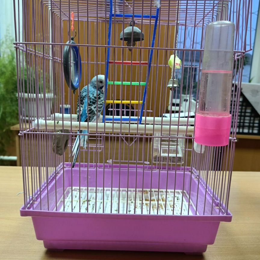 Волнистый попугай