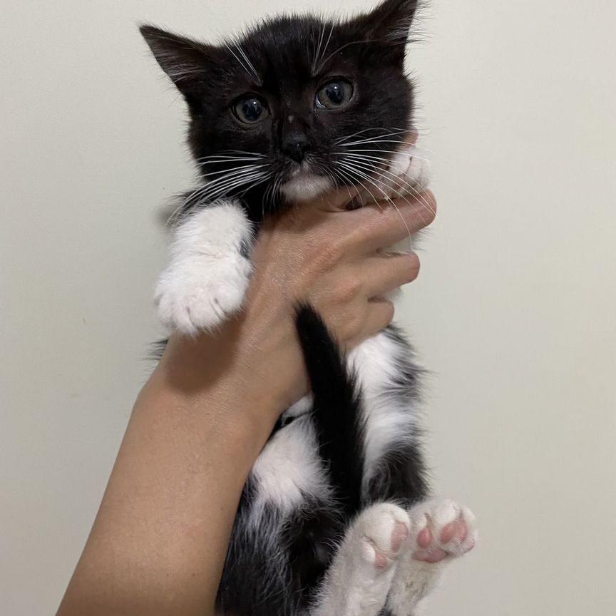 Котеночек девочка 2 месяца