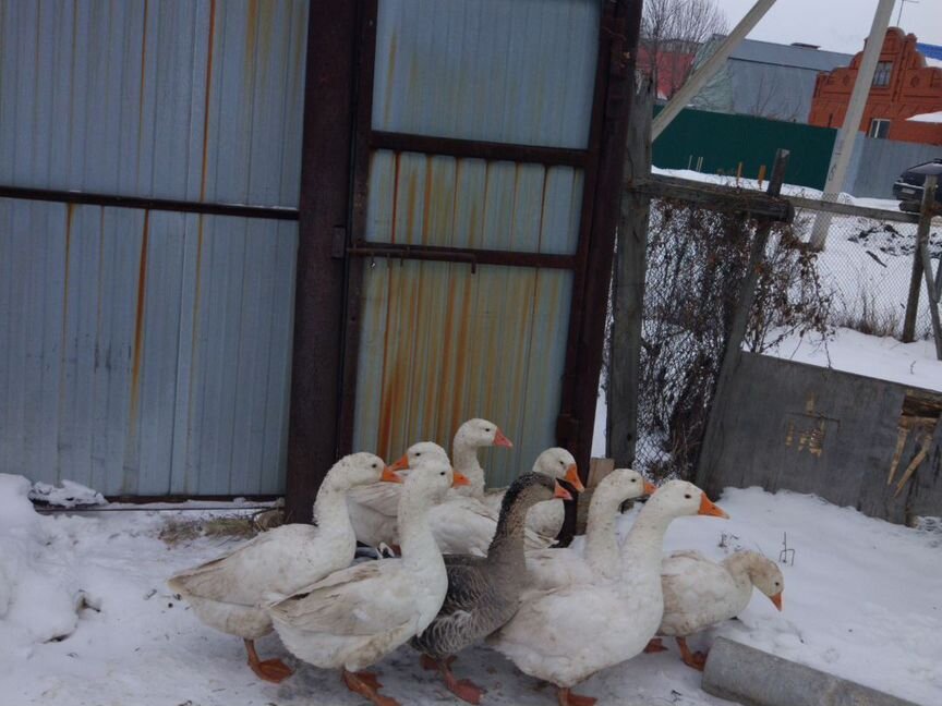 Молодые гуси этого года