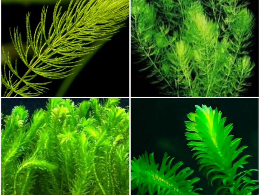 Роголистник и элодея бесплатно