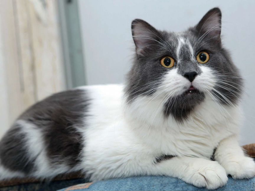 Кот Тортик 3,5 года