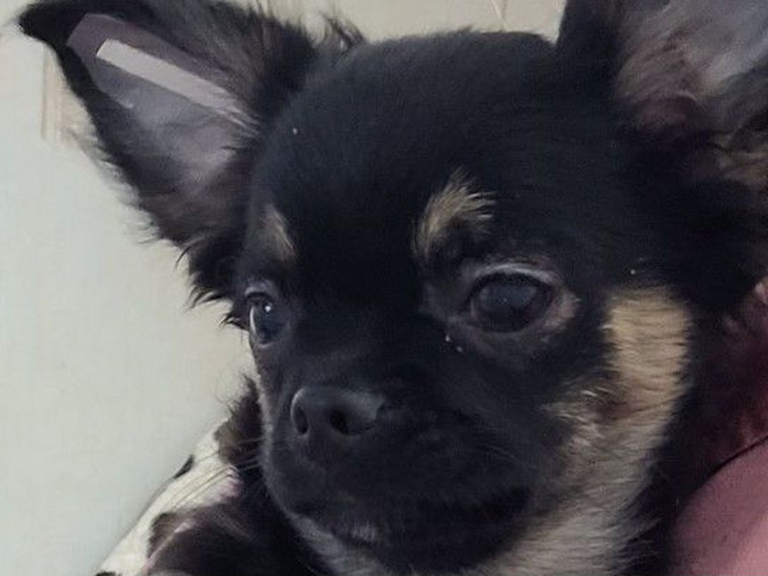 Чихуахуа мальчик