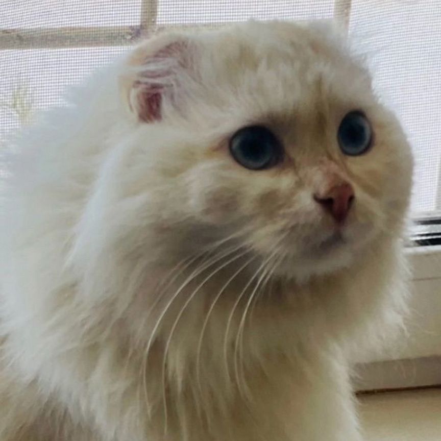 Петенька в поисках дома)