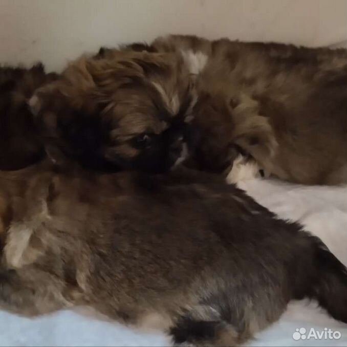 Щенки пекинеса