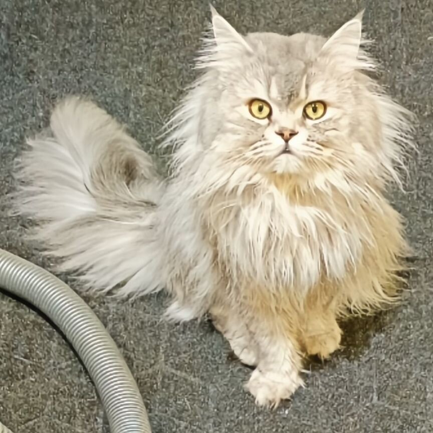 Персидский котёнок