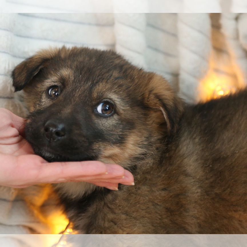 Щенок в добрые руки