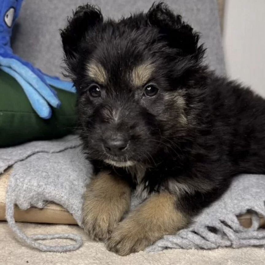 Милейшая девочка Зельда