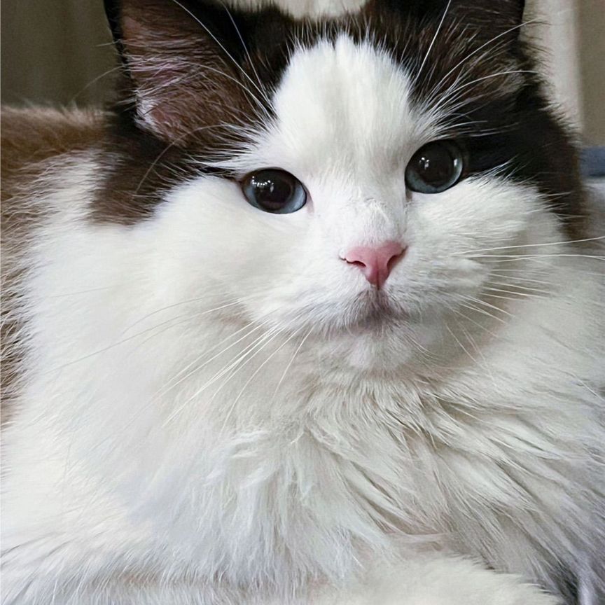 Вязка кошеки Рэкдолл