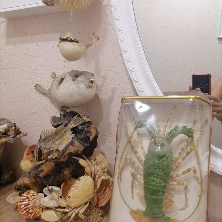 Морские обитатели. Цена за все