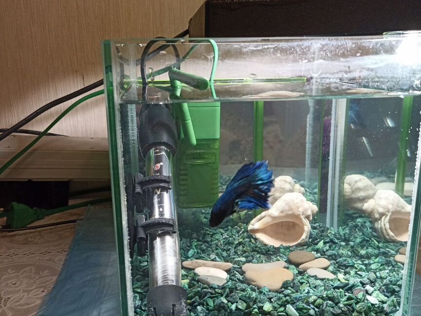 Аквариумные рыбки петушок