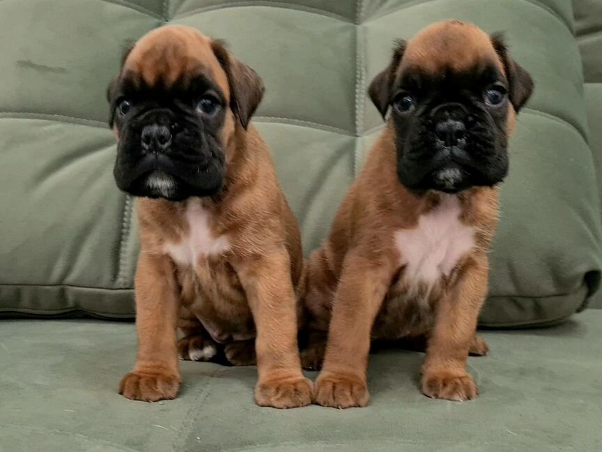 Боксерчики щенки