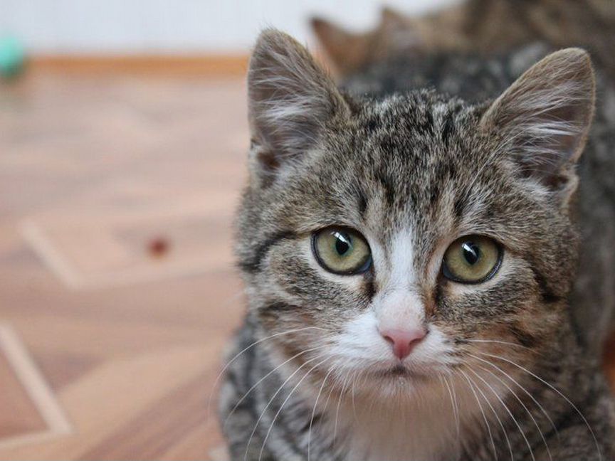 Глэдис полосатая Кошечка-подросток