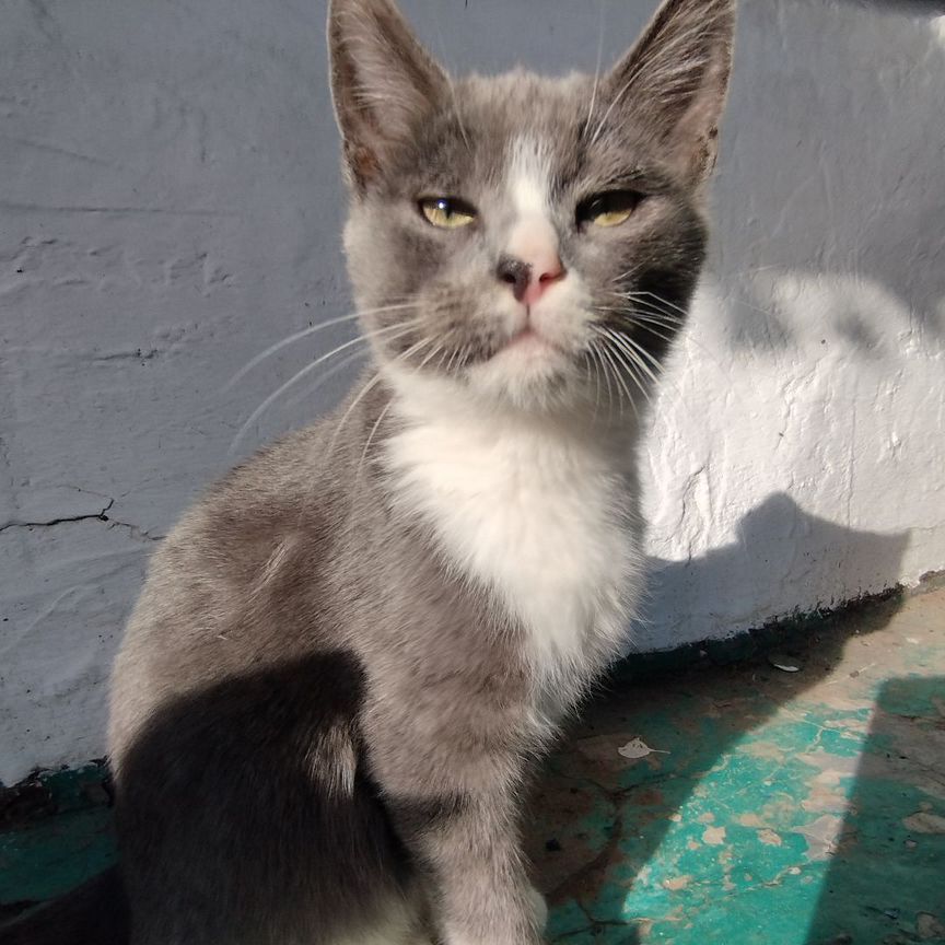 Ищем котятам новых хозяев. Две девочки и мальчик