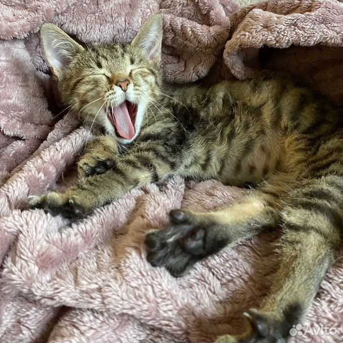 Спокойный, умный тигренок котёнок мальчик 2,5 мес