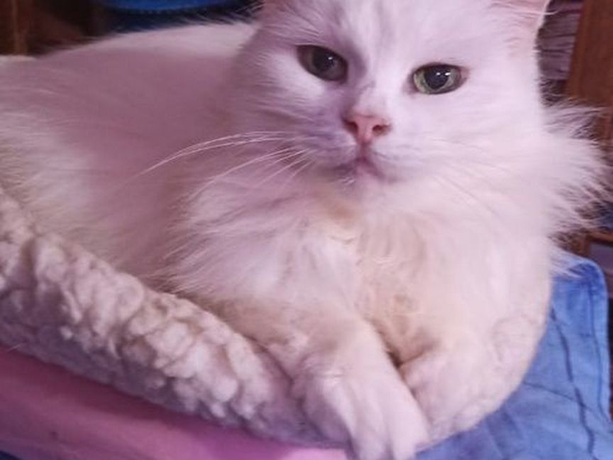 Белоснежная кошка ищет дом