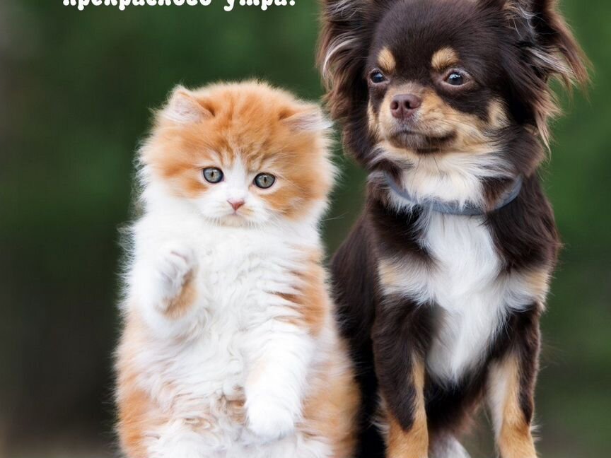 Котики бесплатно