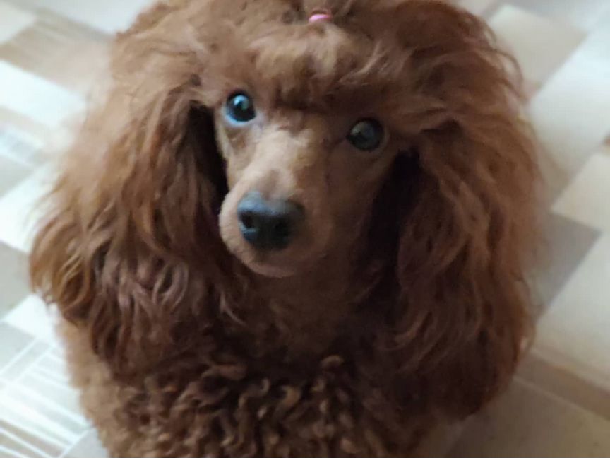 Той-пудель жених