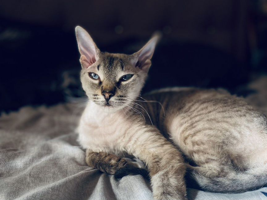 Кошка донской свинкс вязка