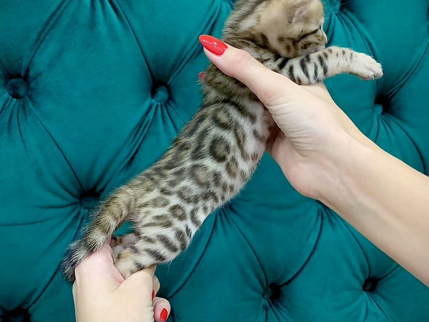 Бенгальские котята