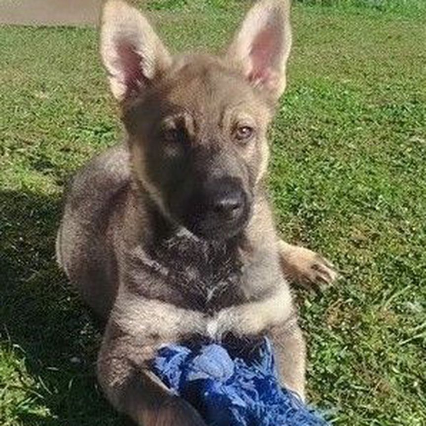 Восточноевропейская овчарка, щенок