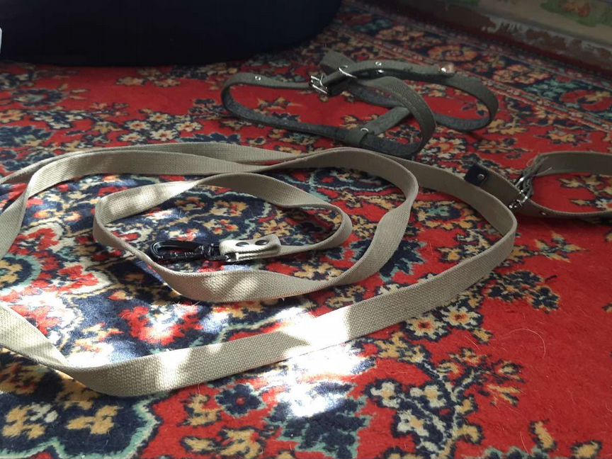 Амуниция для собак