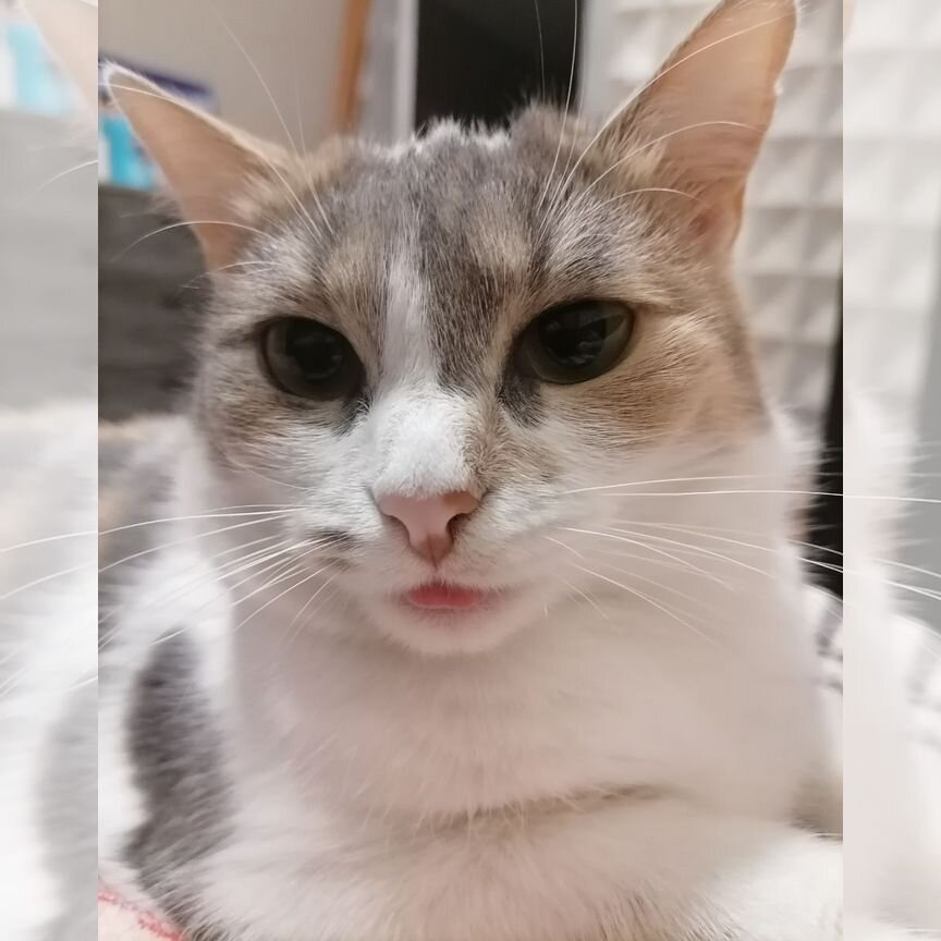 Котейка в добрые руки