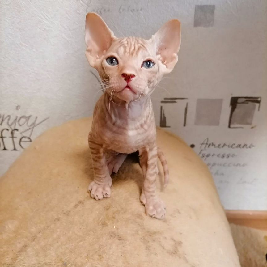 Донской сфинкс котёнок
