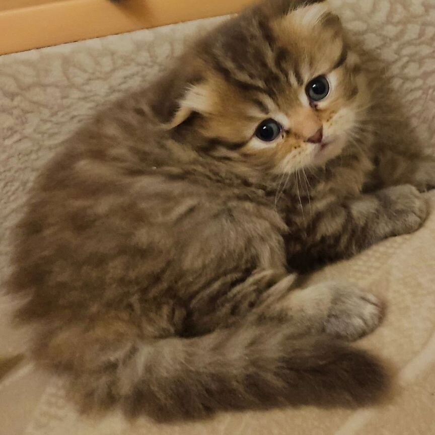 Шотландская вислоухая