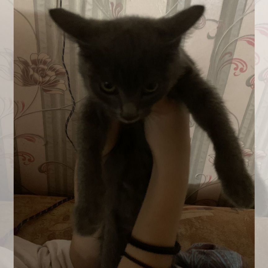 Кошки в добрые руки бесплатно