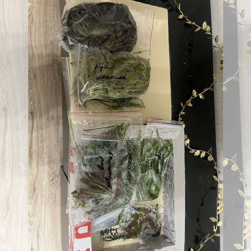 Валиснерия отдам