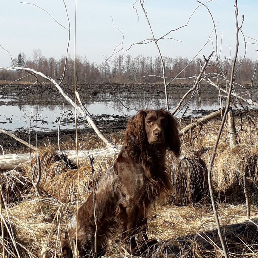 Щенки русского охотничего спаниеля