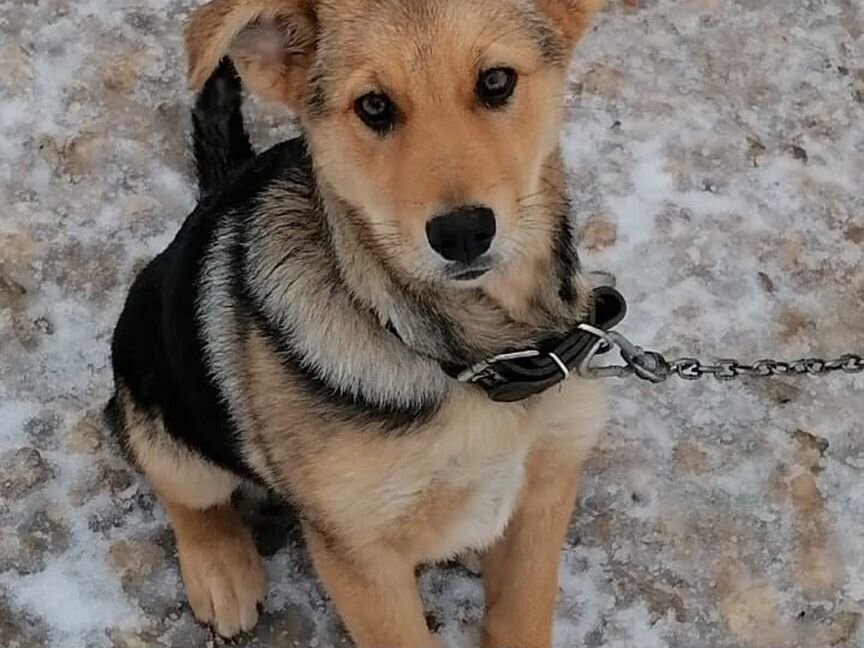 Щенок ищет дом