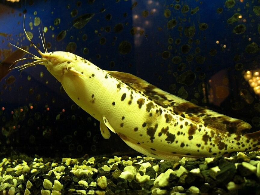 Аквариум с рыбками