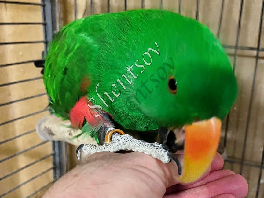 Благородный попугай