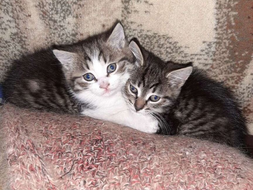 Кошки в добрые руки бесплатно