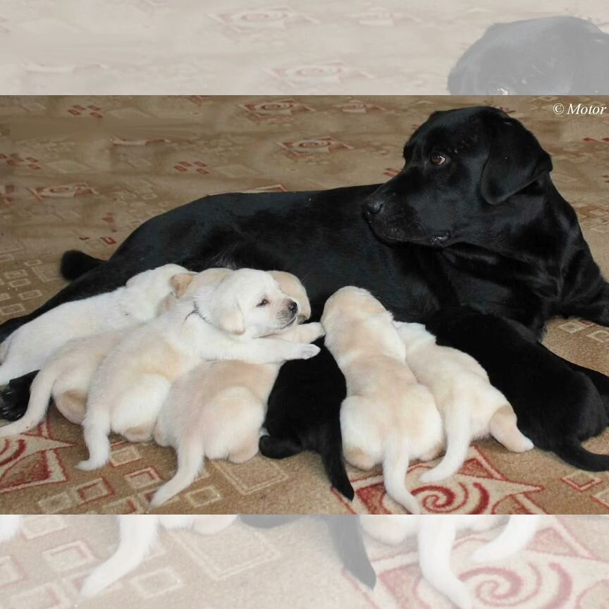 Лабрадор-ретривер, щенок