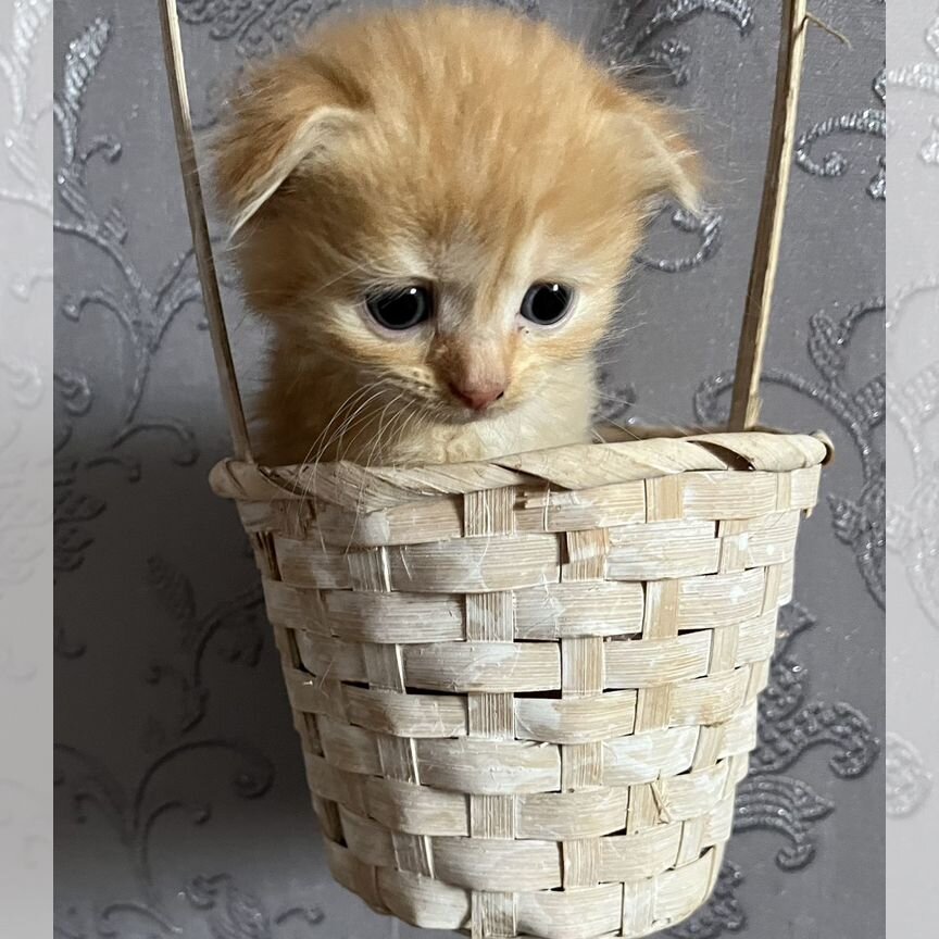 Вислоухие котята в добрые руки