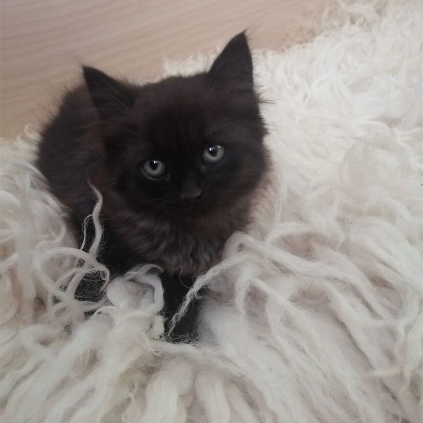 Котенок в добрые руки